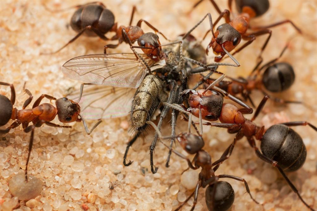 Mrówki. Popularne gatunki. Mrówka mrówce nierówna ? - Owadek ...